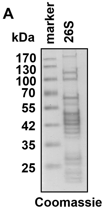 Human 26S proteasome - Proteasomes (Proteins/Kits/Antibodies) - Products