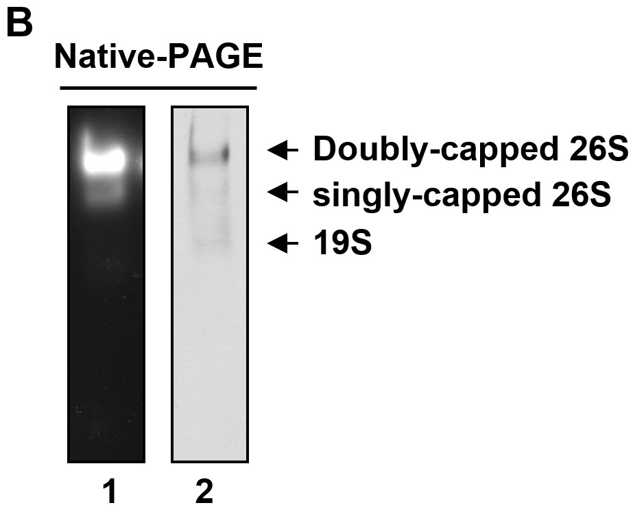 A1100-Human 26S Proteasome