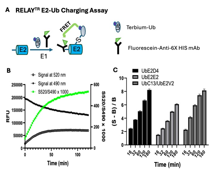 RELAY TR Ubiquitin E2 Profiling Kit - RELAY TR-FRET Reagents & Kits ...
