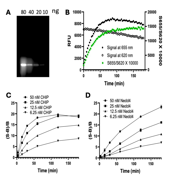 Cy5-Ubiquitin - Ubiquitin / UBL Derivatives - Products