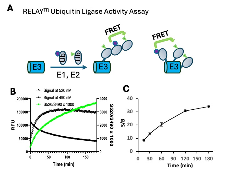 RELAY TR Ubiquitin Ligase Activity Assay Kit - Kits - Products