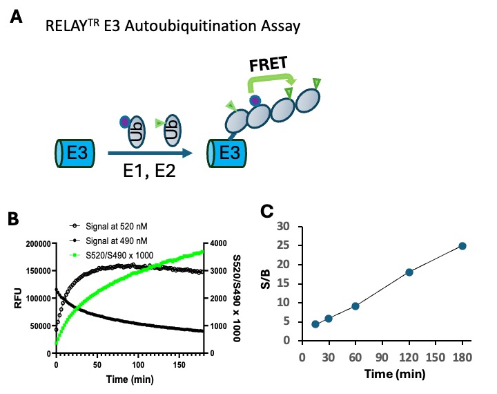 RELAY TR ITCH Activity Assay Kit - E3 Ubiquitin Ligases - Products