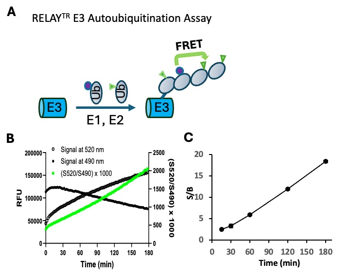 RELAY TR UbE3A Activity Assay Kit - RELAY TR-FRET Reagents & Kits ...