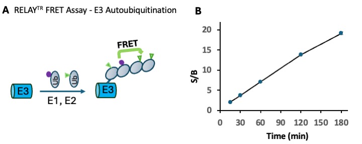 RELAY TR NEDD4 Activity Assay Kit - RELAY TR-FRET Reagents & Kits ...