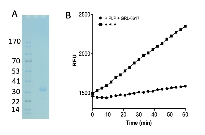 Dabcyl–FRLKGGAPIKGV–Edans - Fluorescent Peptide / Protein Substrates ...